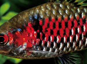 きらめく小さな魚たち【第3回】オデッサ・バルブ Pethia padamya - いきもののわ