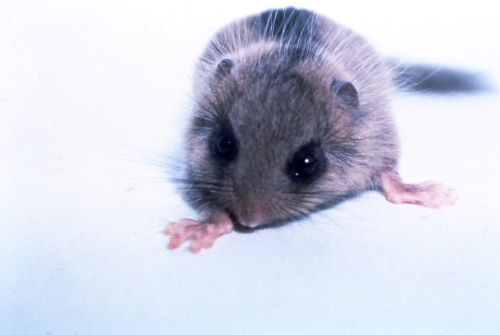 天然記念物ヤマネ 研究・保全活動のクラウドファンディング開始（ヤマネ・いきもの研究所） - いきもののわ